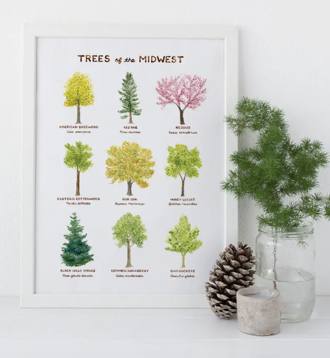 Trees Of The Midwest Print | Drift Mercantile Co.